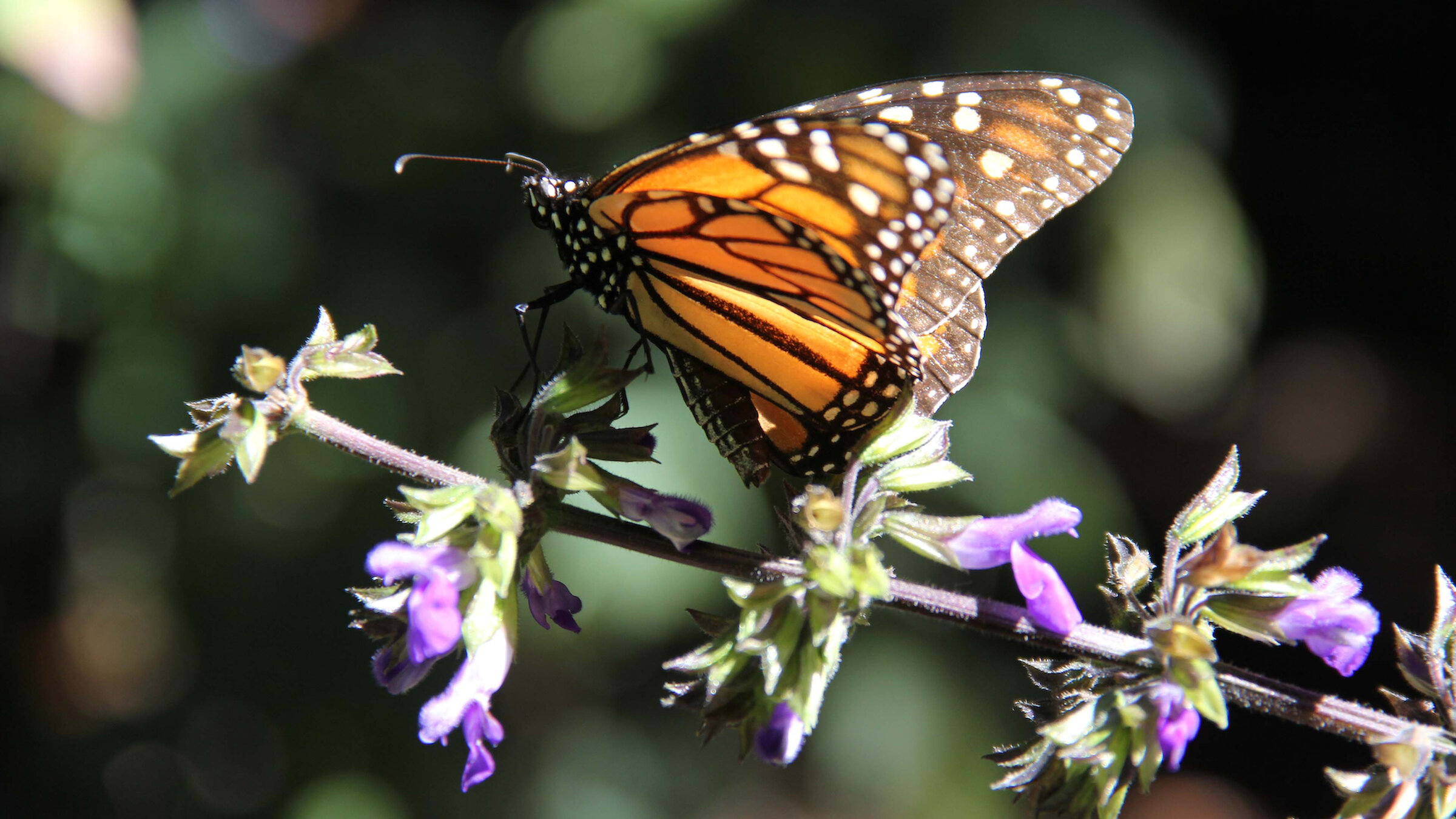 Monarch Butterfly In Flight