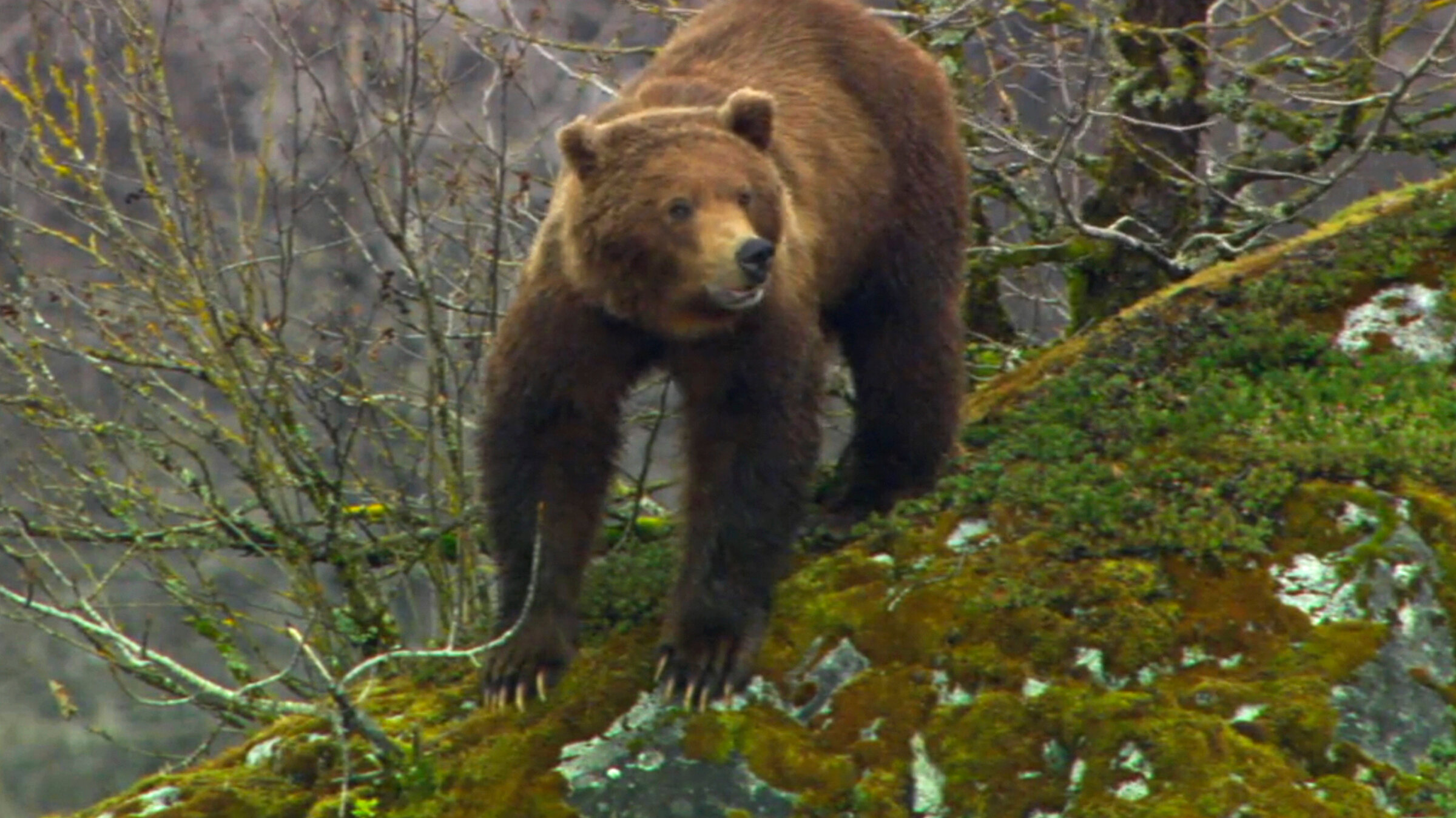 Temperate Deciduous Forest Bear
